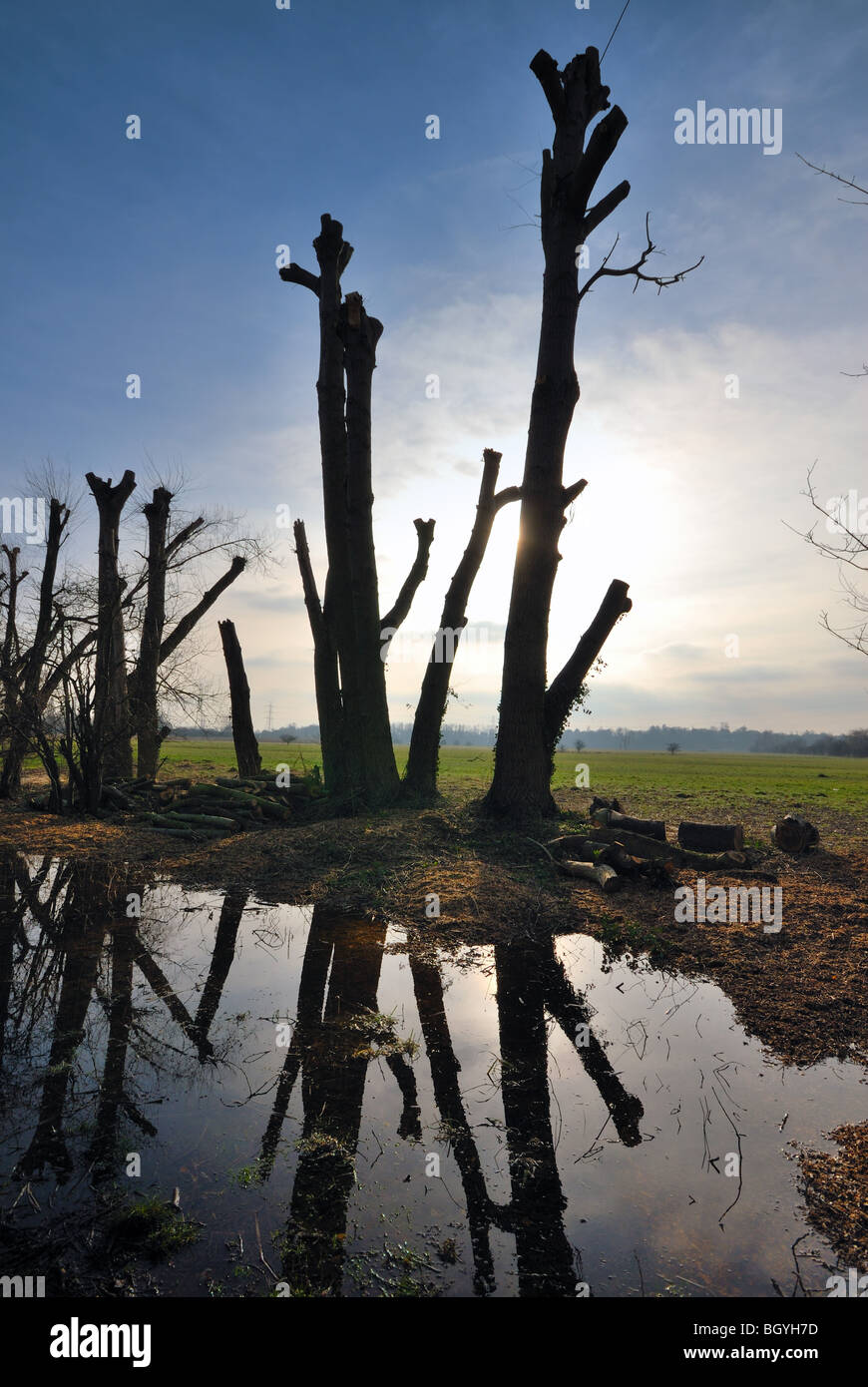 Silhouette of pollarded trees Stock Photo - Alamy