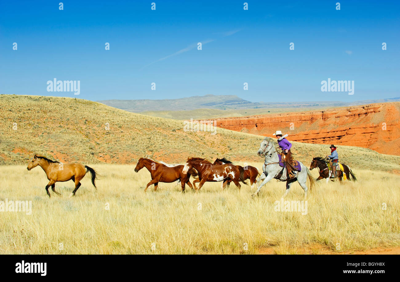 Cowboys herding horses Stock Photo - Alamy