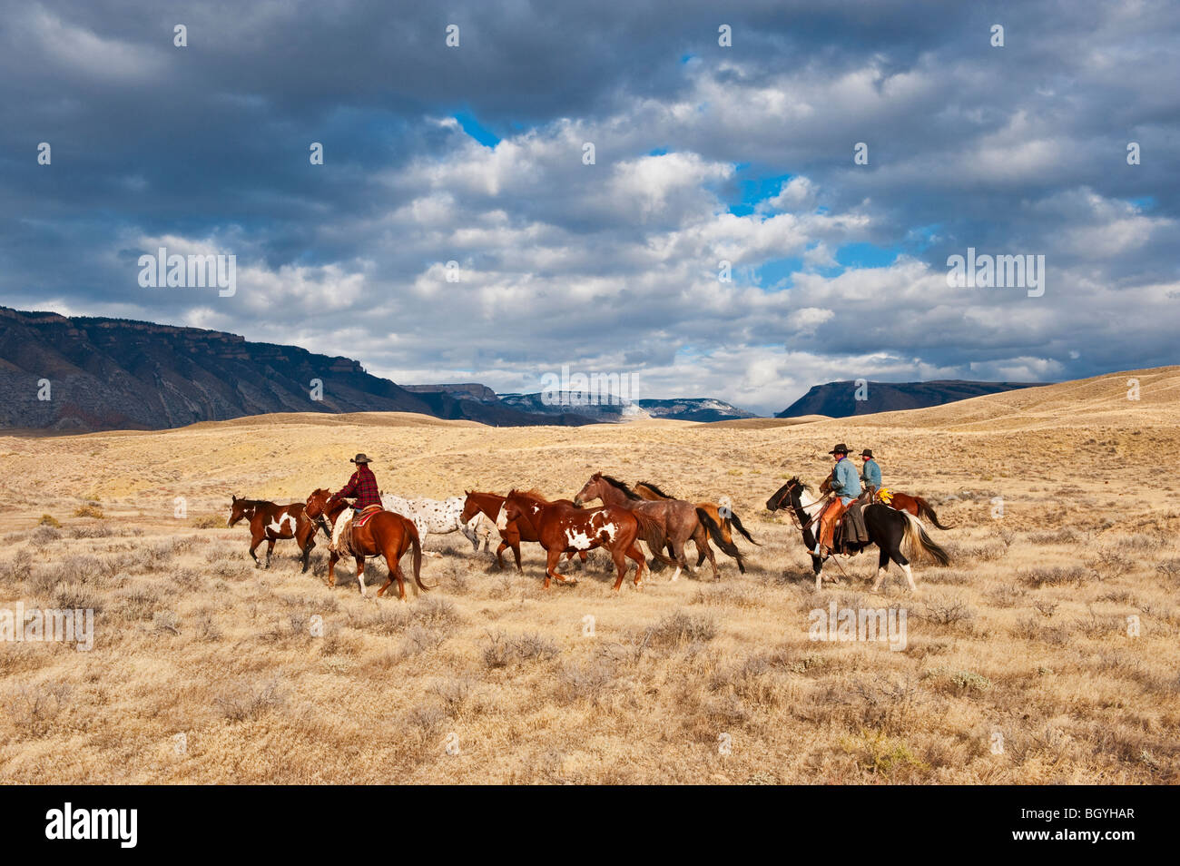 Cowboys herding horses Stock Photo - Alamy