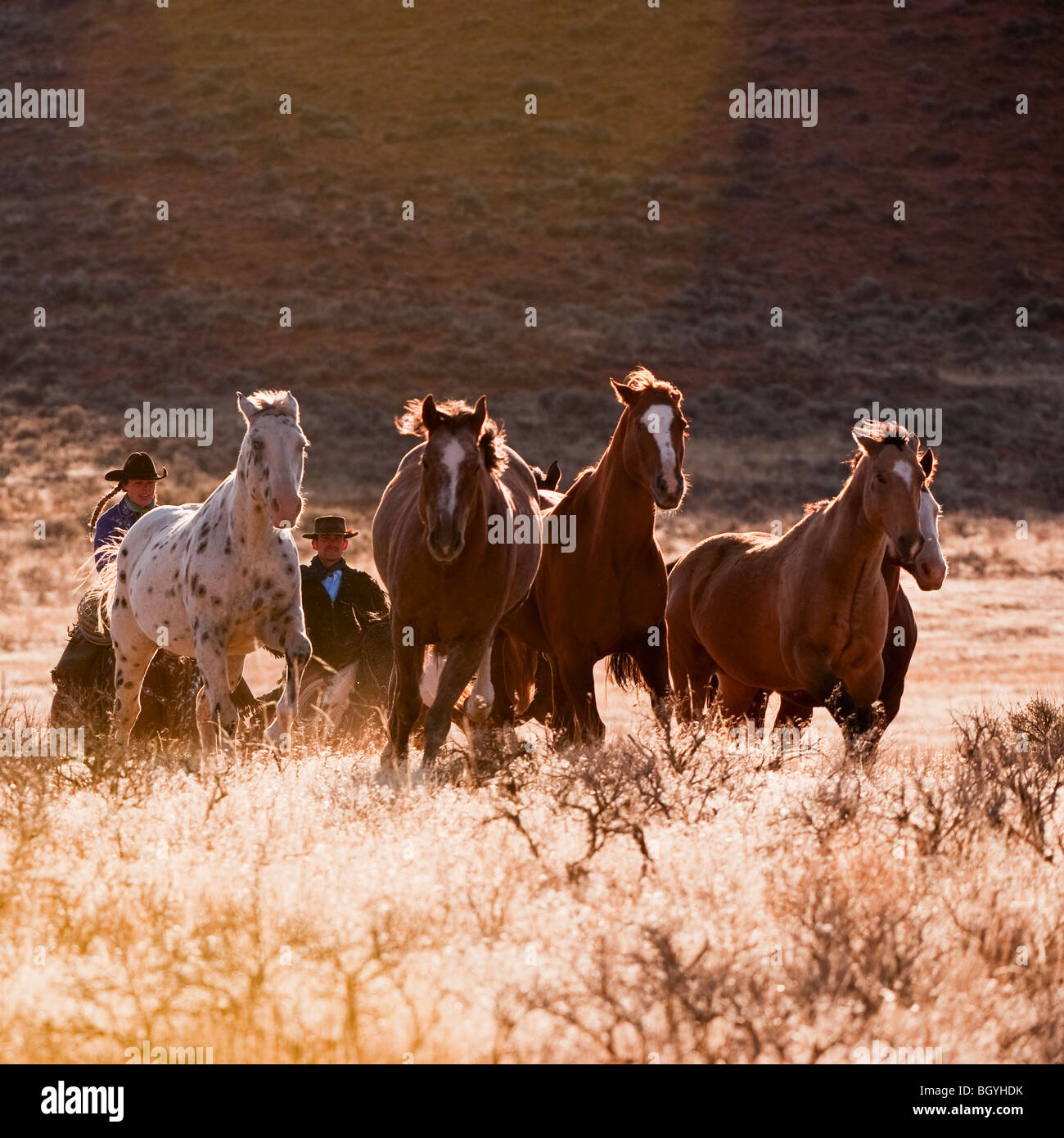 Cowboy herding horses Stock Photo - Alamy