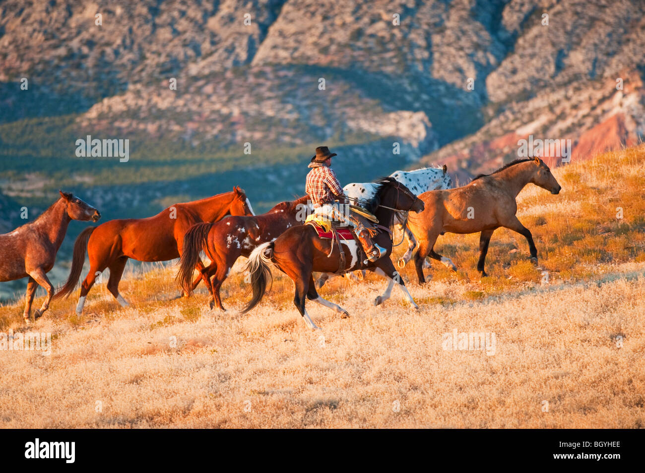Cowboy herding wild horses Stock Photo - Alamy