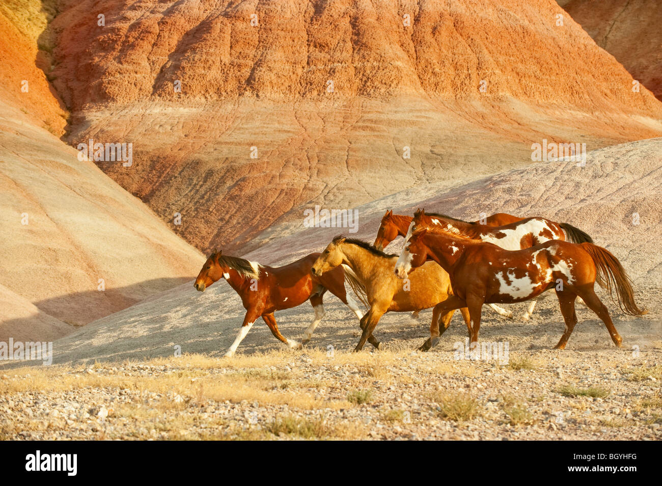 Wild horses hi-res stock photography and images - Alamy
