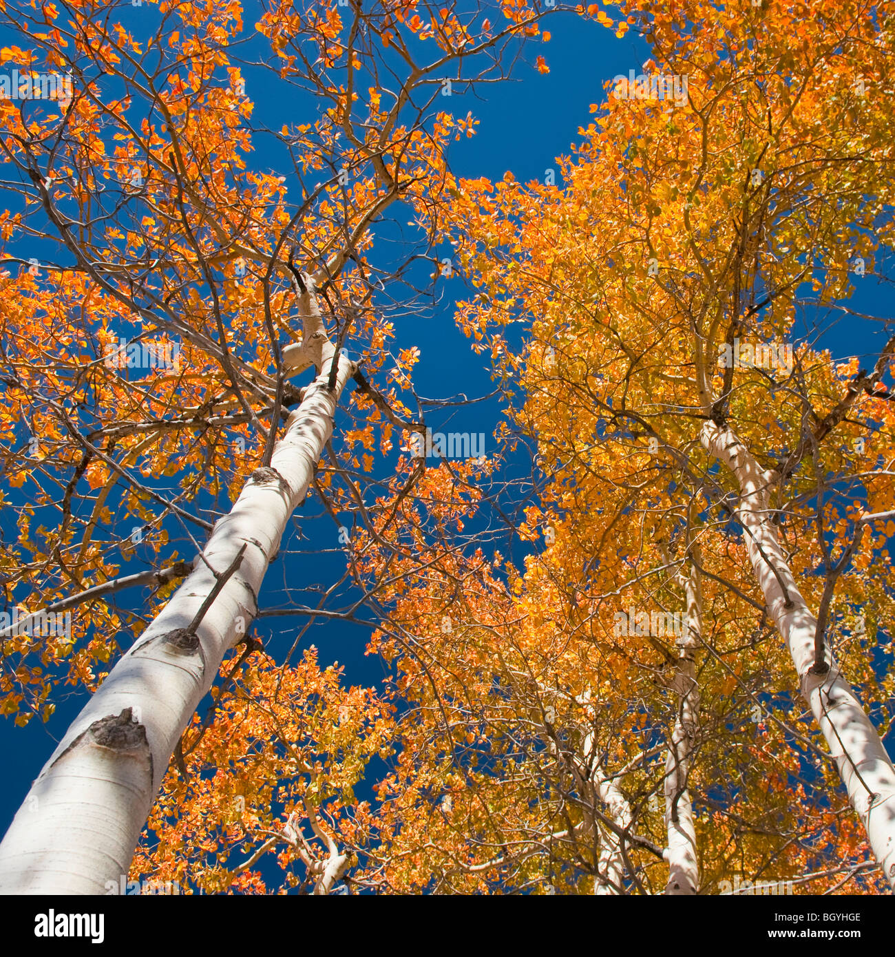 Blue sky with fall foliage hi-res stock photography and images - Alamy