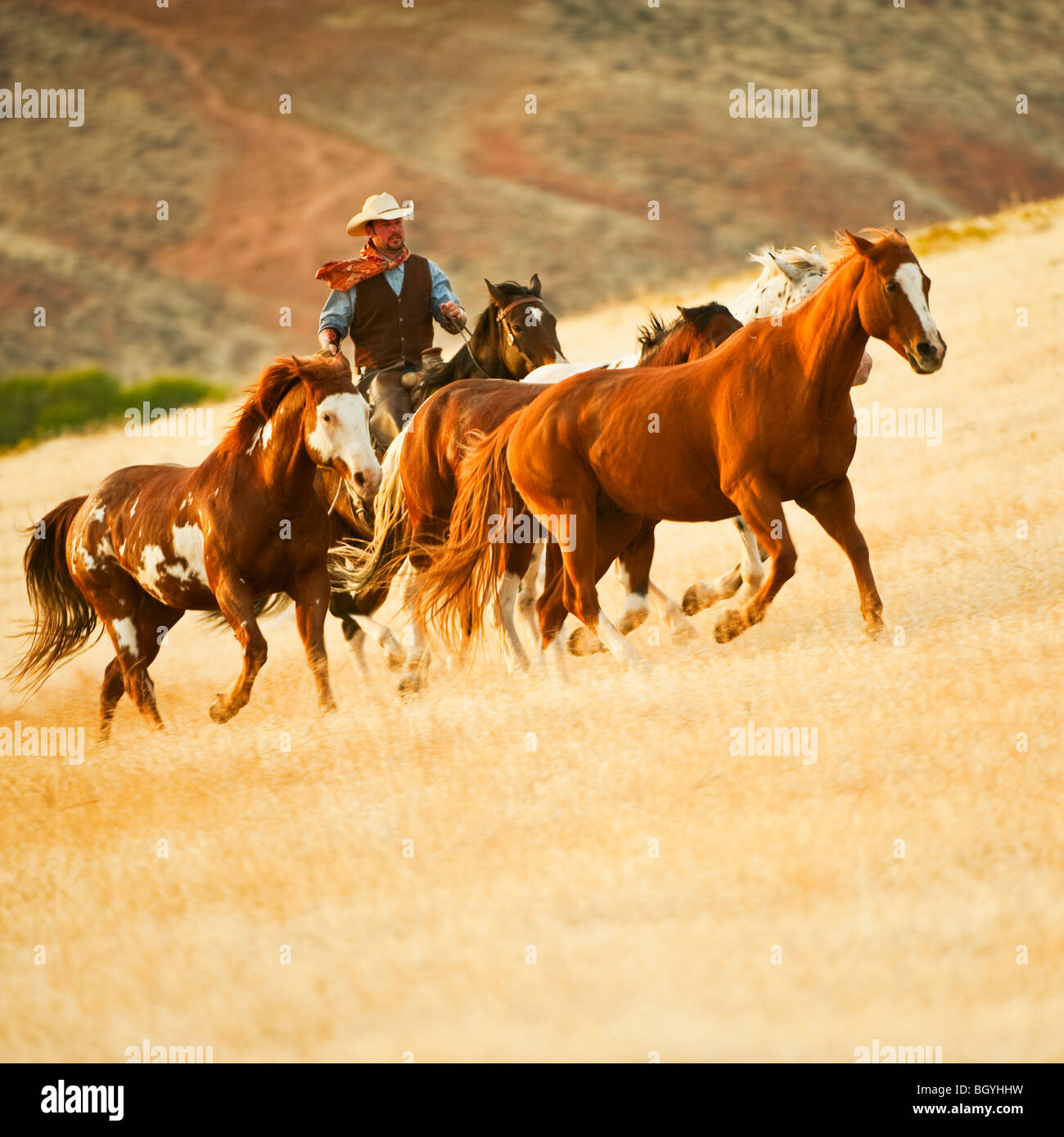 Cowboy herding horses Stock Photo - Alamy