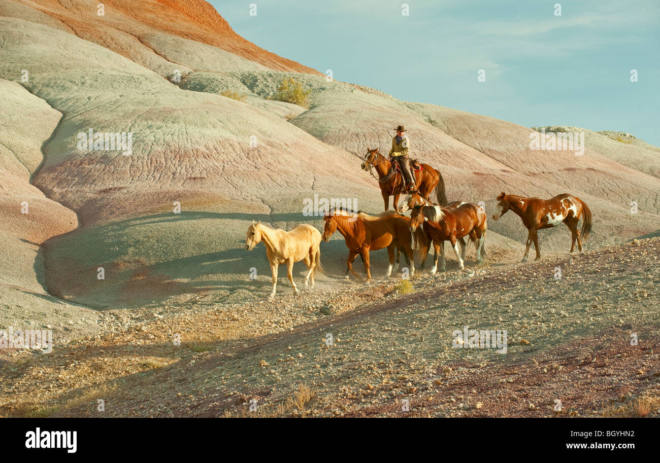 Horseback rider herding wild horses Stock Photo - Alamy