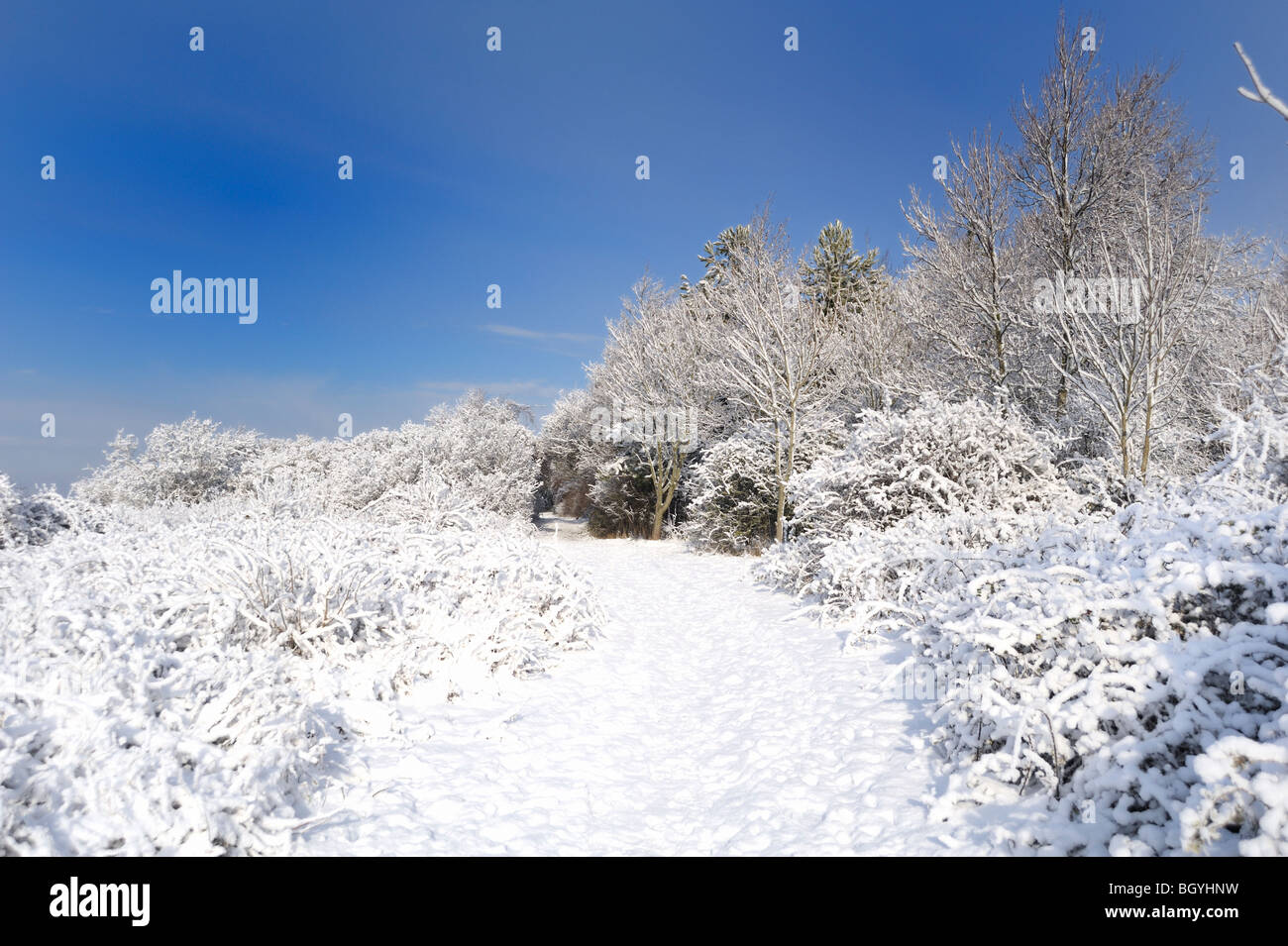 Snow covers a forest to create a classic Winter scene Stock Photo - Alamy