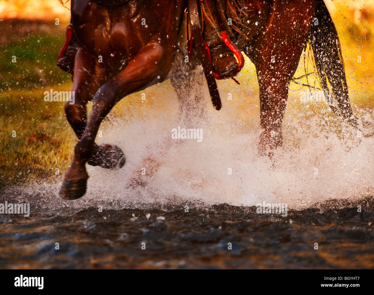 Horse splashing water hi-res stock photography and images - Alamy