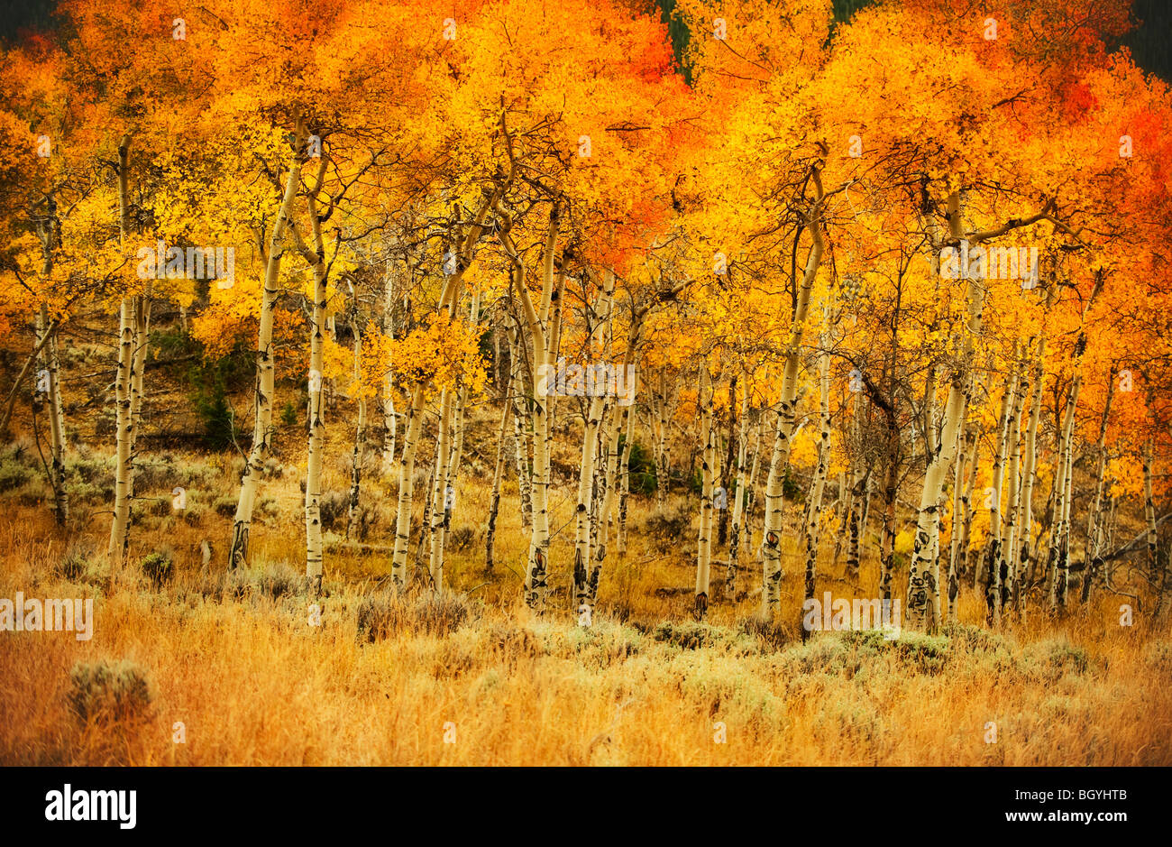 Countryside foliage trees shrubs hi-res stock photography and images ...