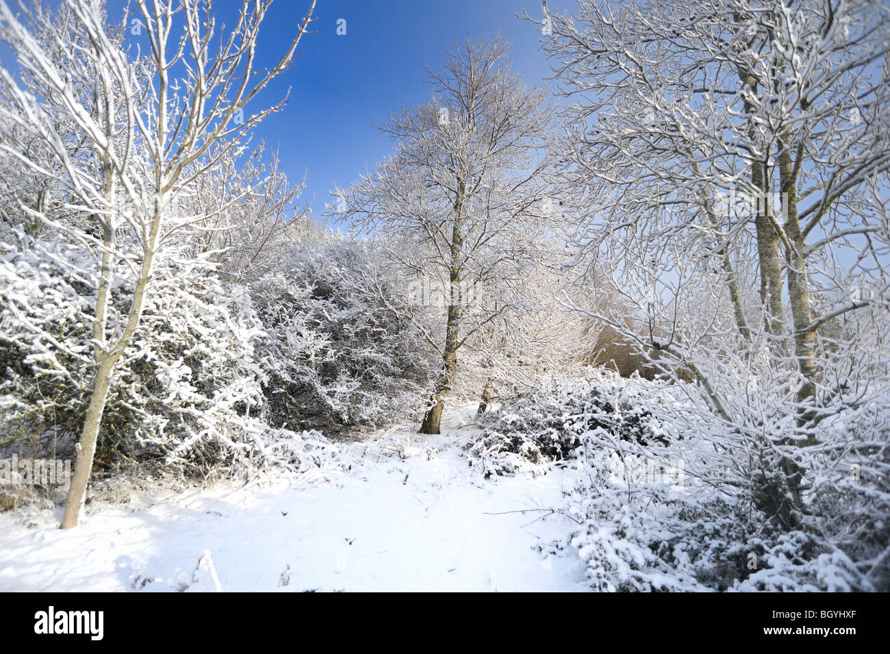 Snow covers a forest to create a classic Winter scene Stock Photo - Alamy