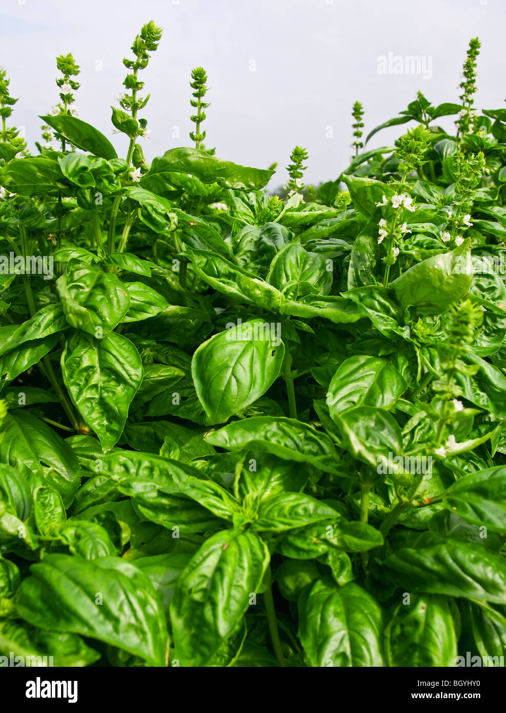 Clear basil plant hi-res stock photography and images - Alamy