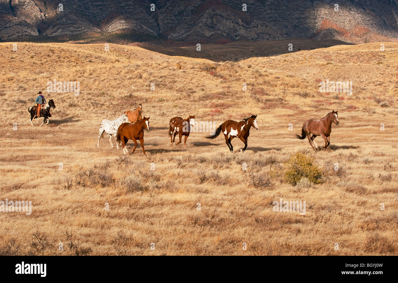 Cowboy herding wild horses Stock Photo - Alamy