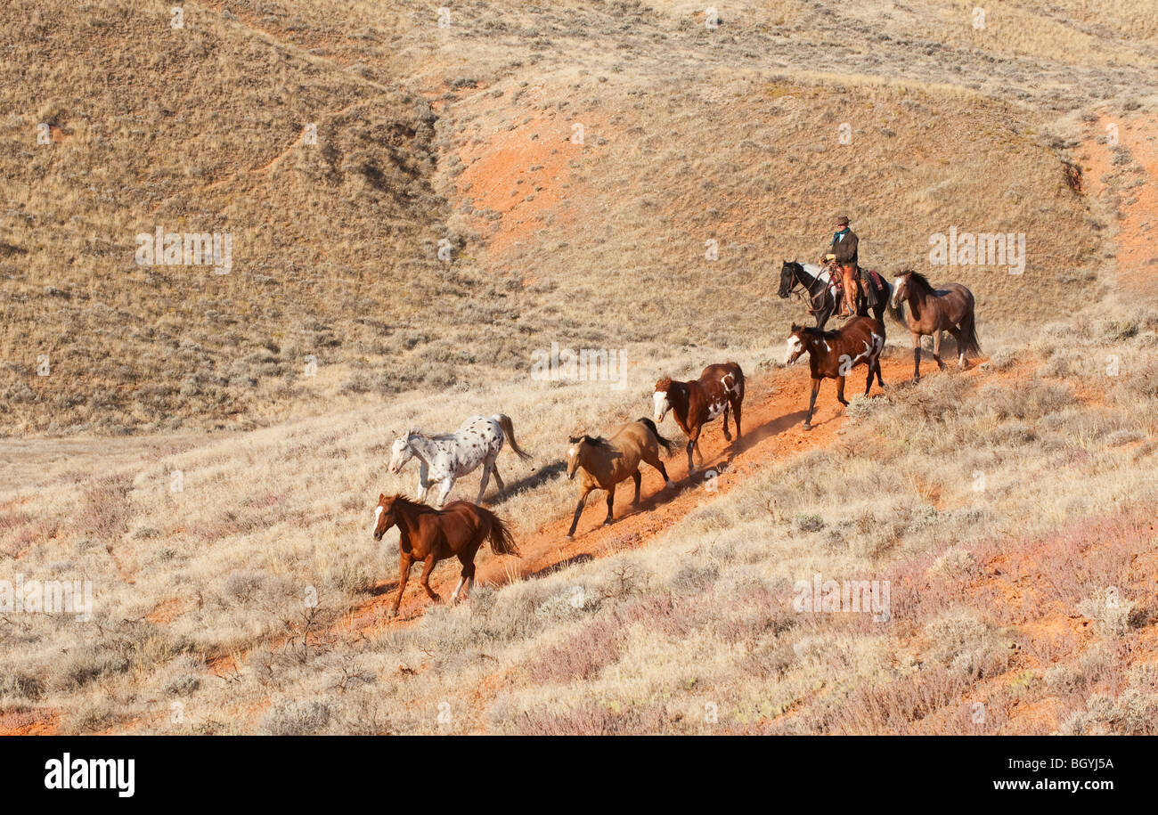Wild rider hi-res stock photography and images - Alamy