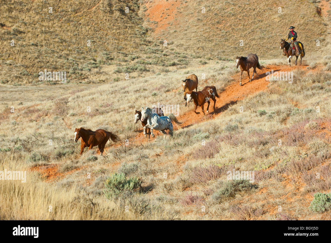 Horseback rider herding wild horses Stock Photo - Alamy