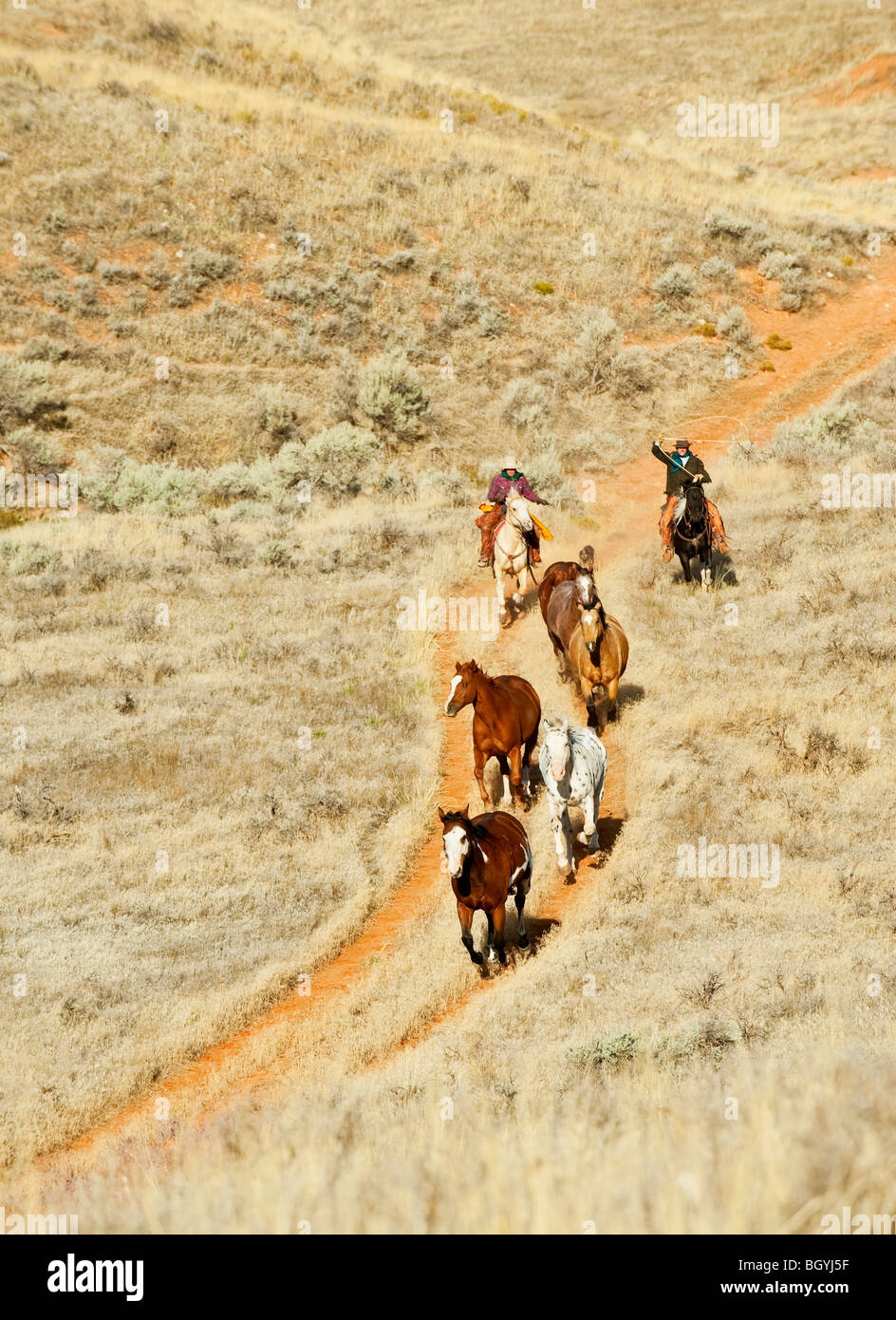 Horseback rider herding wild horses Stock Photo - Alamy