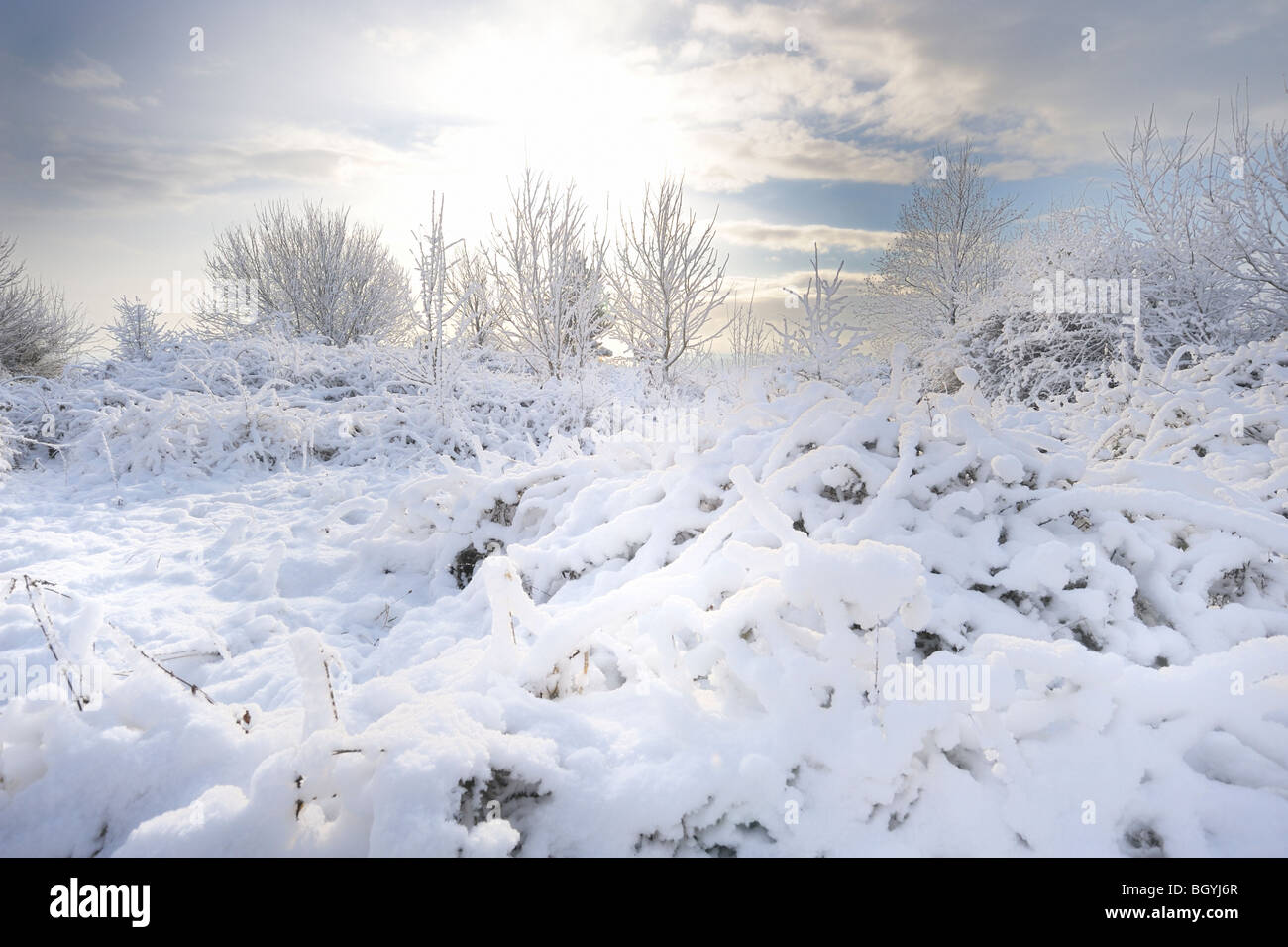 Snow covers a forest to create a classic Winter scene Stock Photo - Alamy