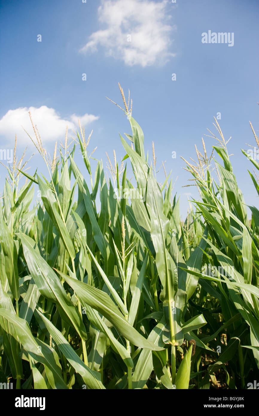 Crops days farms fields hi-res stock photography and images - Alamy