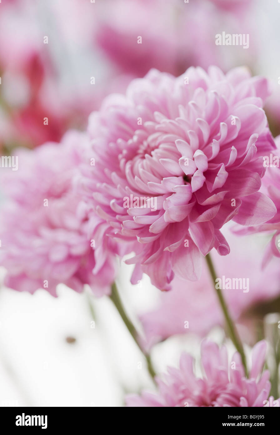 Outdoor blooming pink flowers hi-res stock photography and images - Alamy