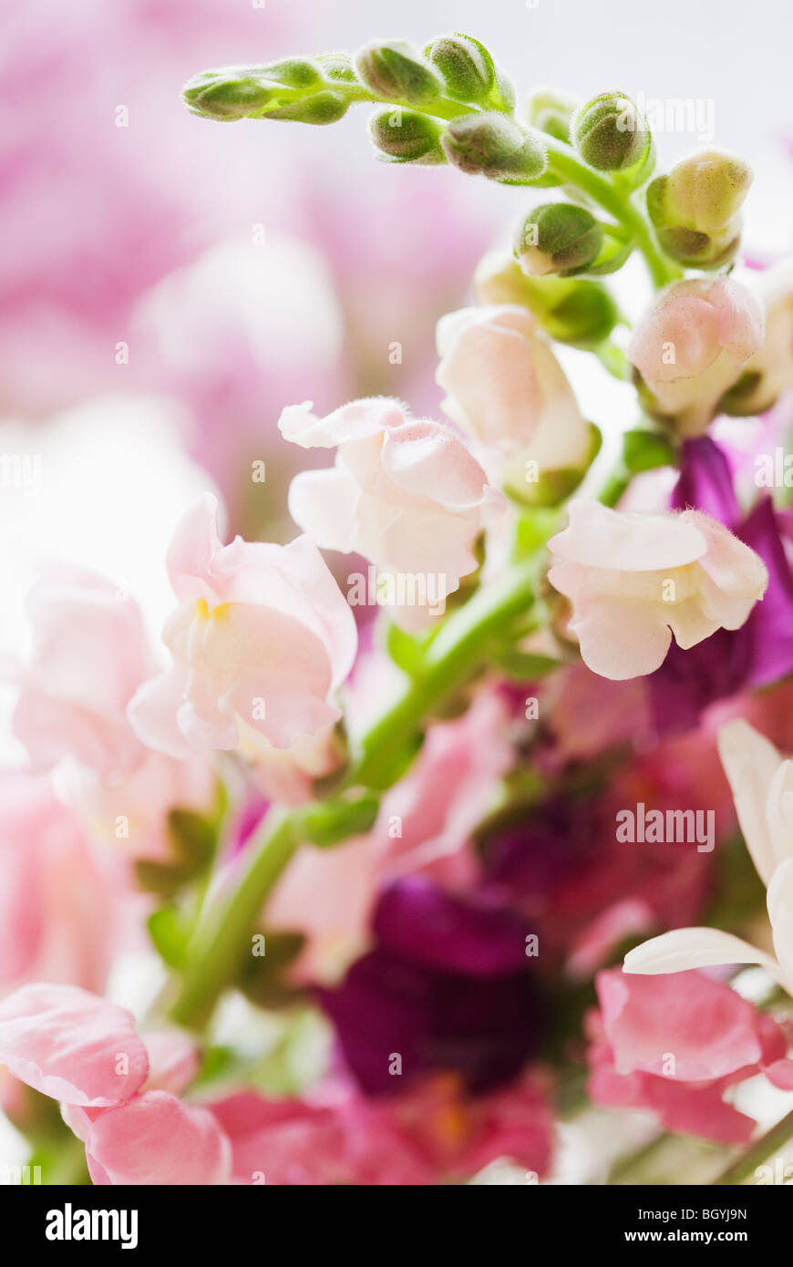 Snapdragons hi-res stock photography and images - Alamy