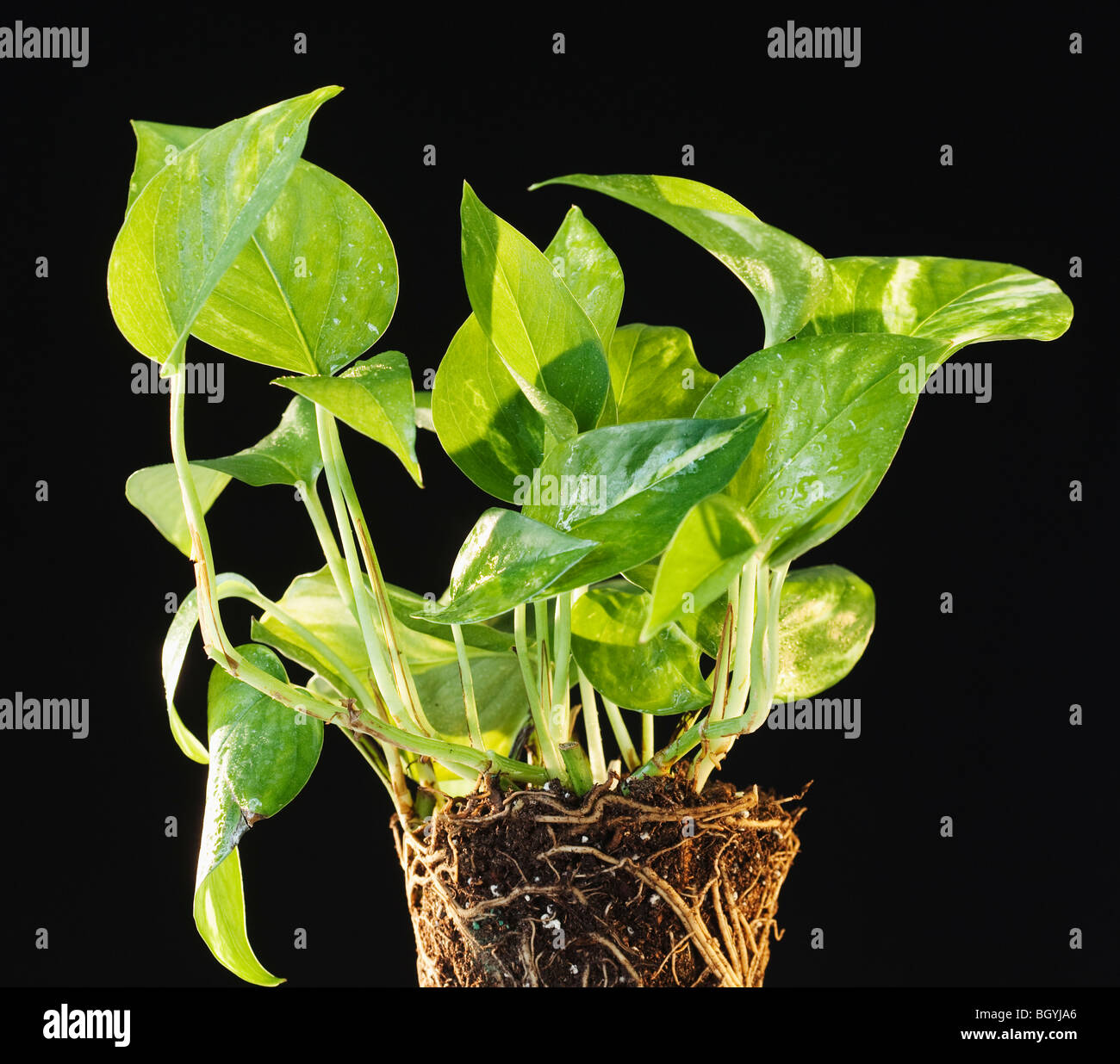 Vine roots soil hi-res stock photography and images - Alamy