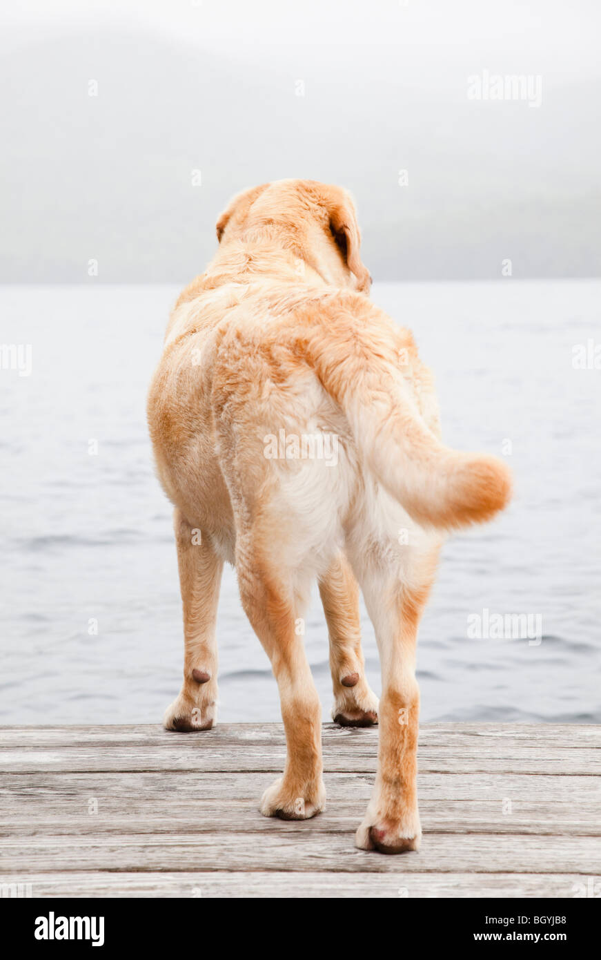 Dog on dock Stock Photo - Alamy