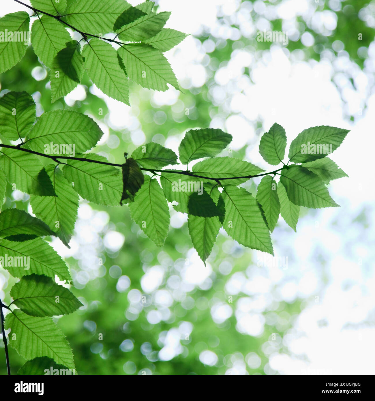 Leaves in sunlight Stock Photo - Alamy