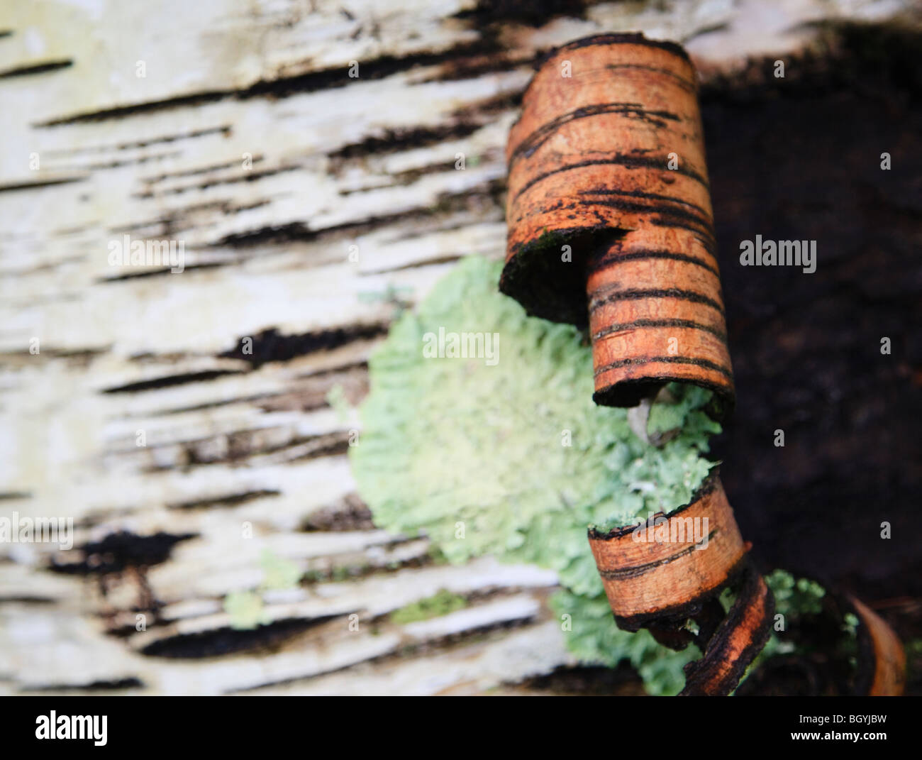 Peeling tree trunk hi-res stock photography and images - Alamy