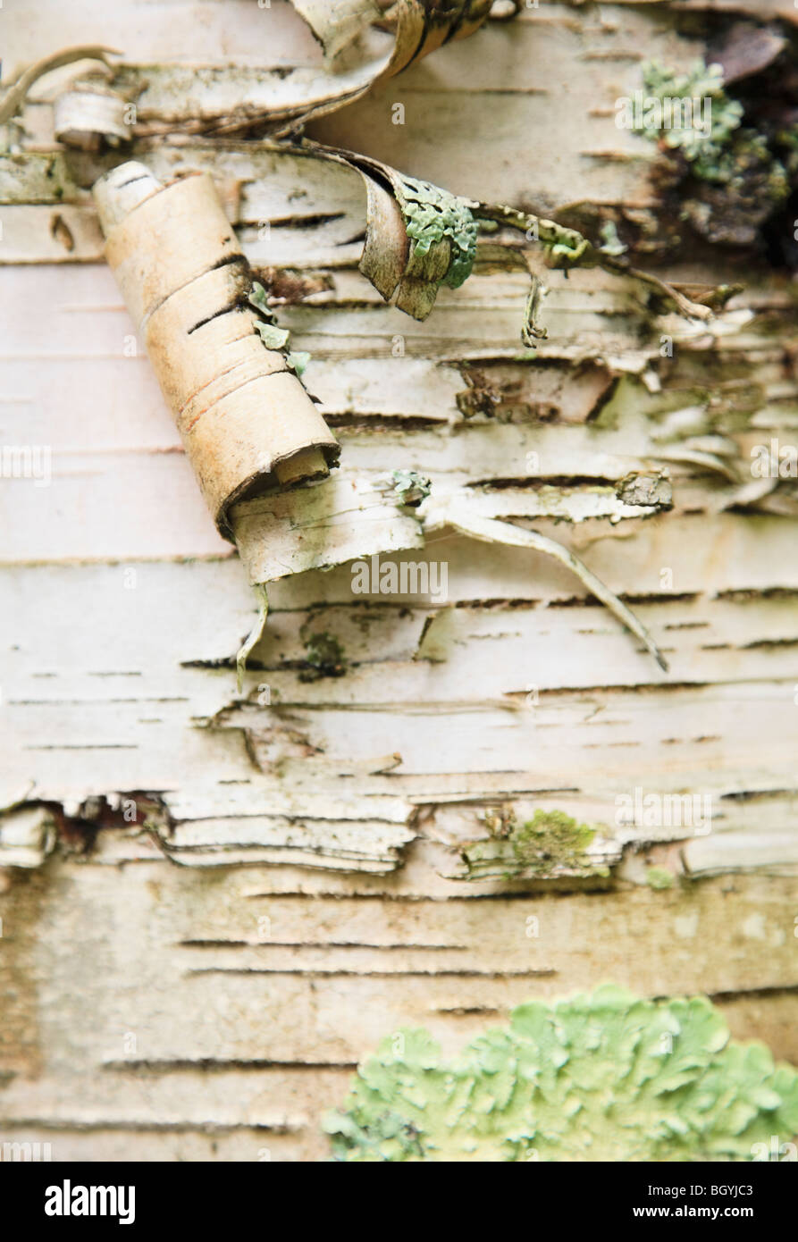 Peeling tree trunk hi-res stock photography and images - Alamy