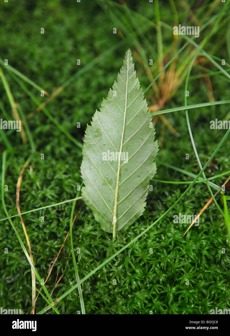 Leaf on moss Stock Photo - Alamy