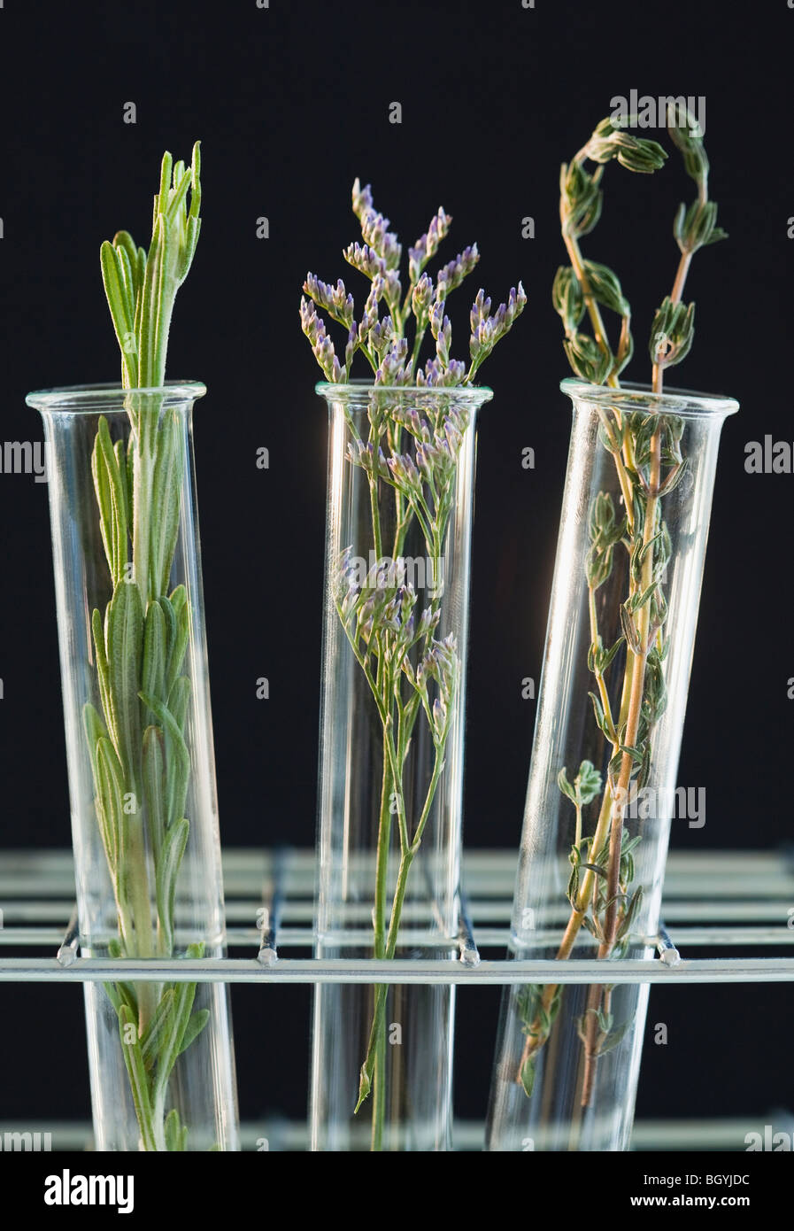 Lavender rosemary in test tubes hi-res stock photography and images - Alamy