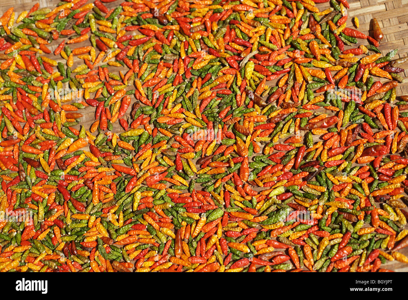 Chilis drying in the sun Stock Photo - Alamy