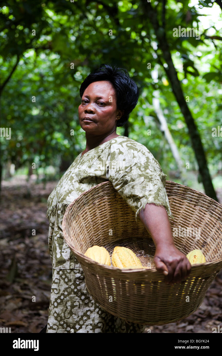 Akua Gwamfua, 42, (President of Women's Collective), harvesting on her ... Akua Gwamfua, 42, (President of Women's Collective), harvesting on her ...