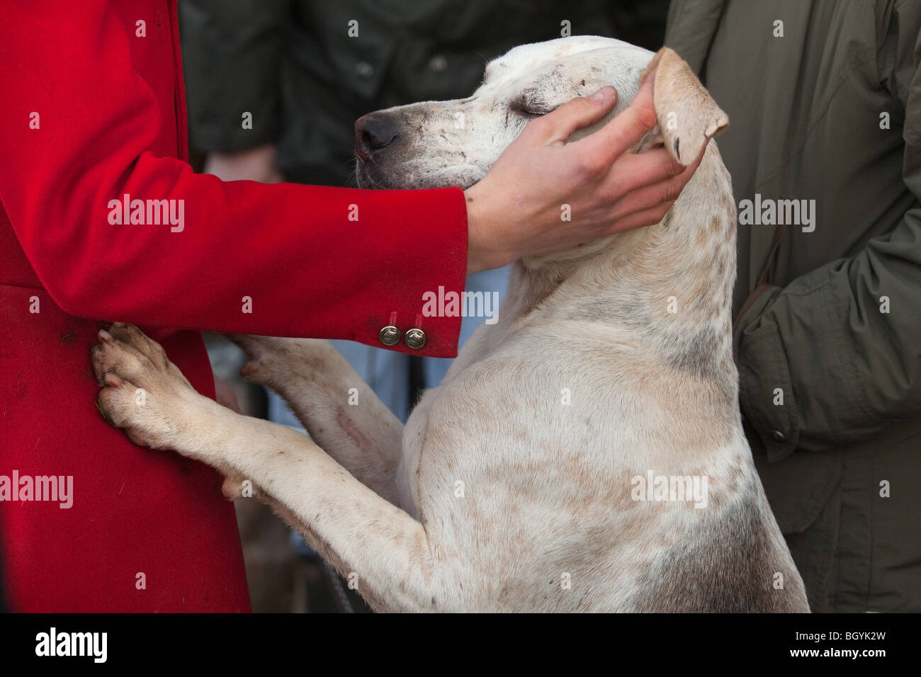 West Norfolk Fox Hounds Stock Photo - Alamy