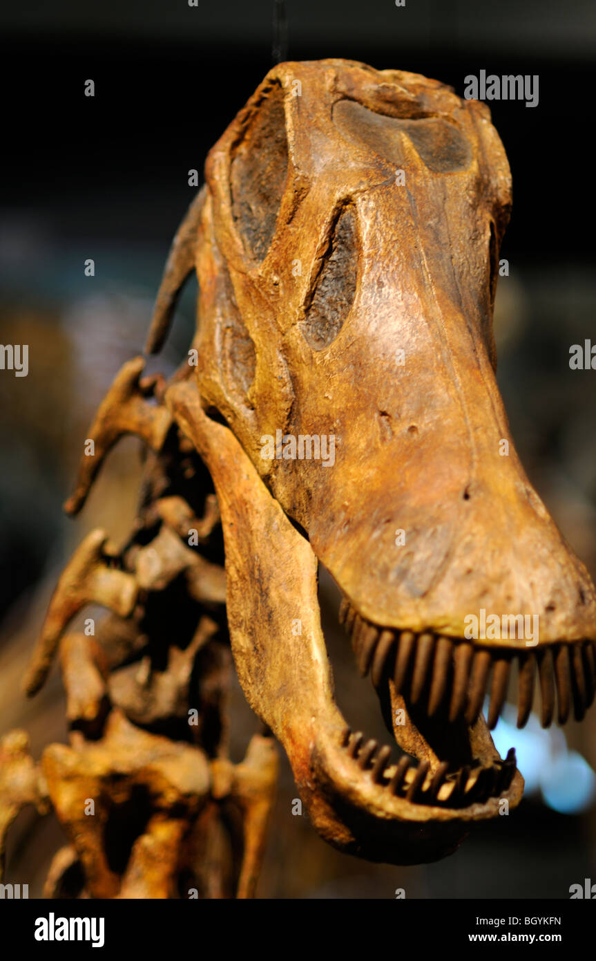 Mamenchisaurus Skeleton