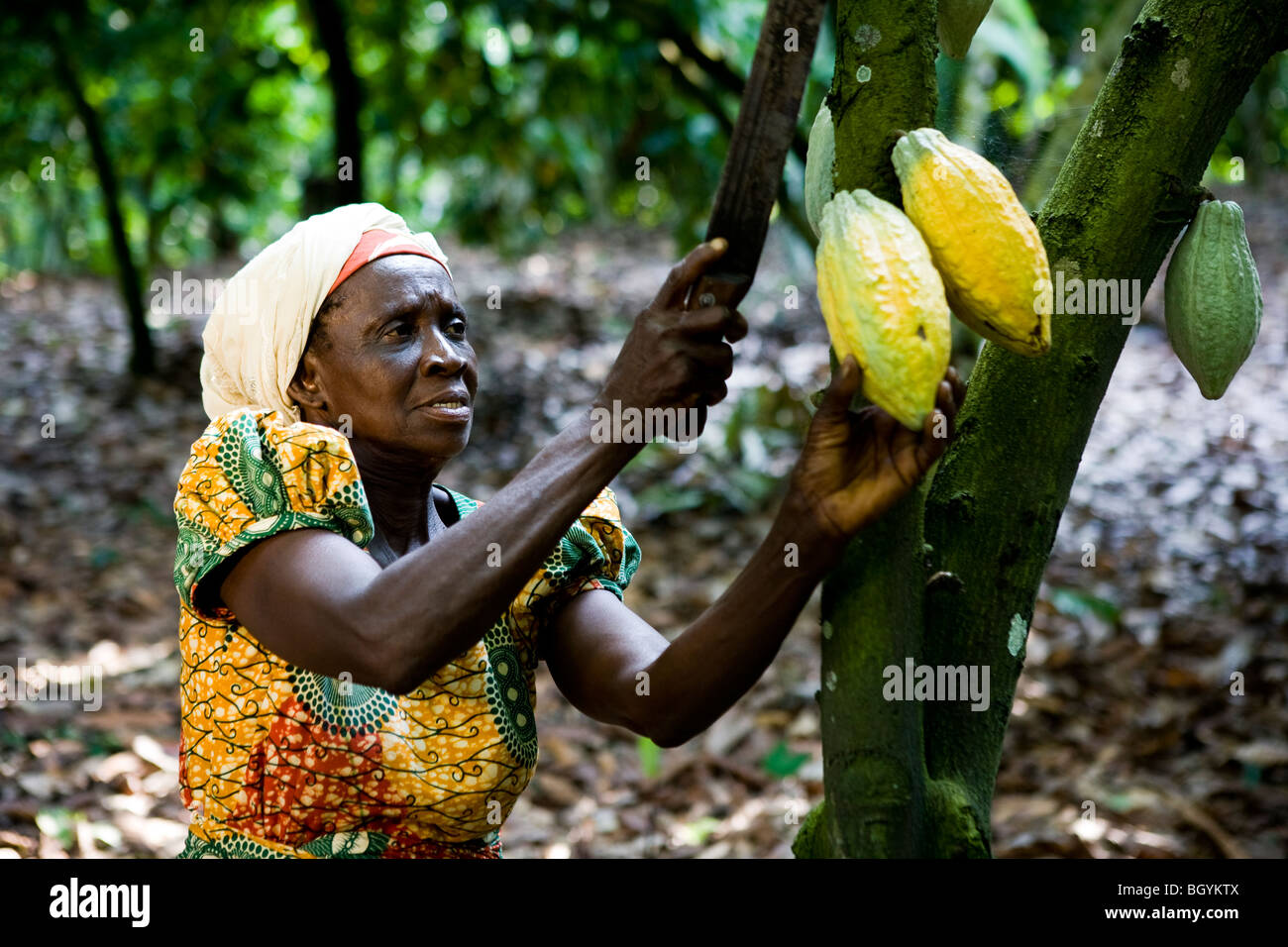Cocoa Production In Africa