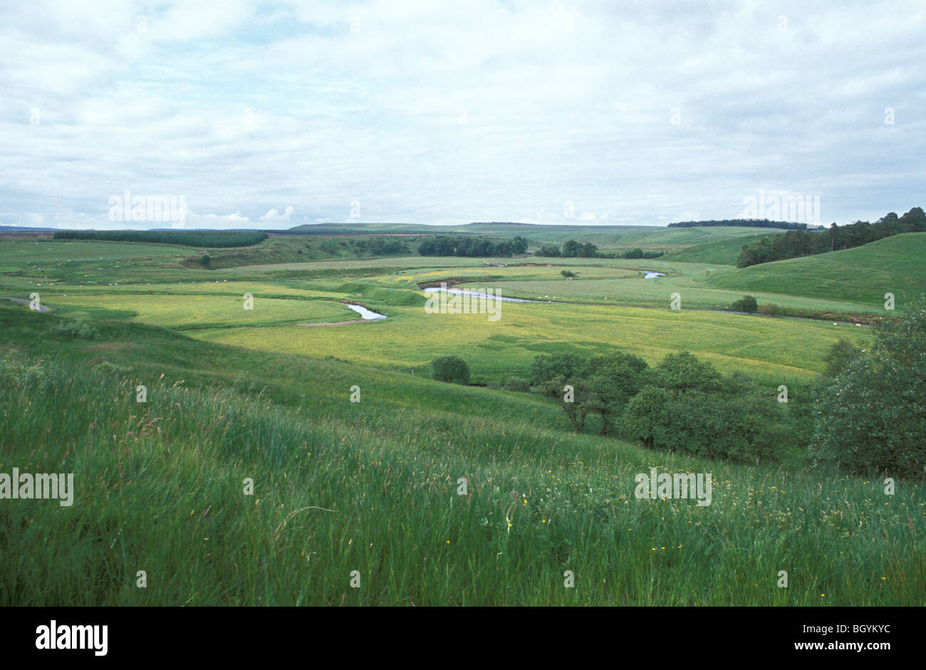 Gowk Bank National Nature Reserve Cumbria Stock Photo - Alamy