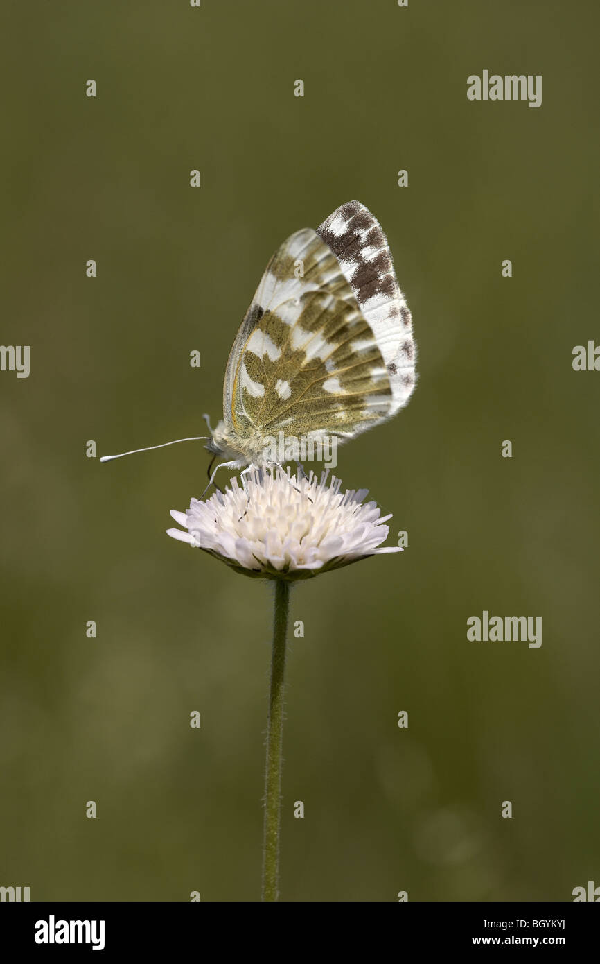Eastern Bath White, Pontia edusa, butterfly, Bulgaria, Europe Stock ...