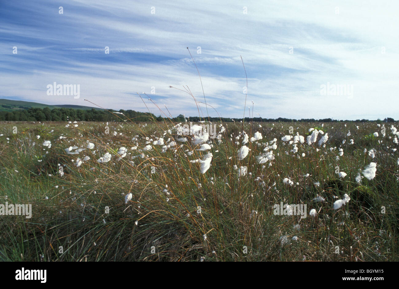 Cotten hi-res stock photography and images - Alamy