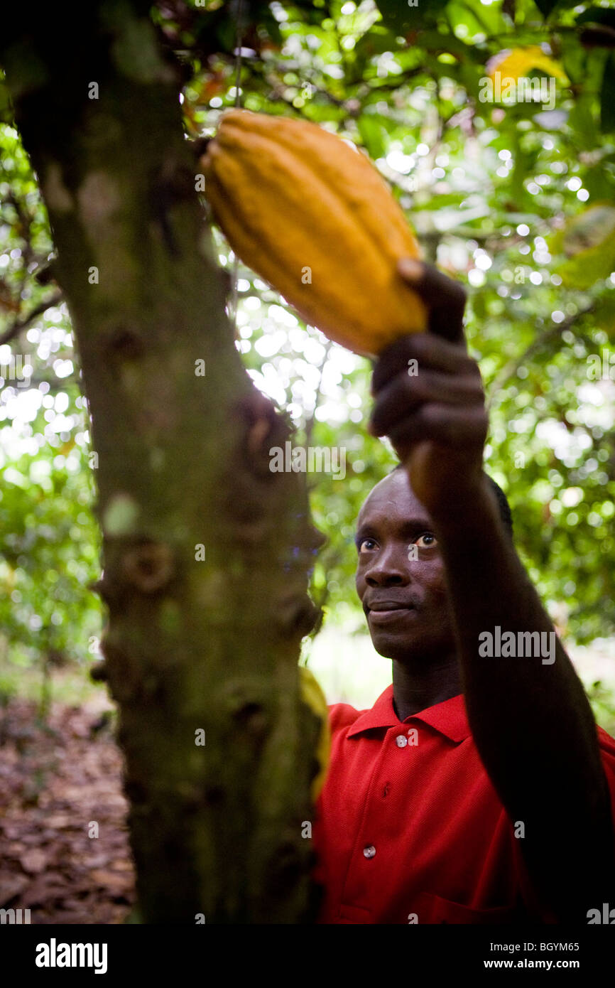 Isaac Frimpong, (42-45yrs old), cocoa farmer, Menso Mem village Stock ...