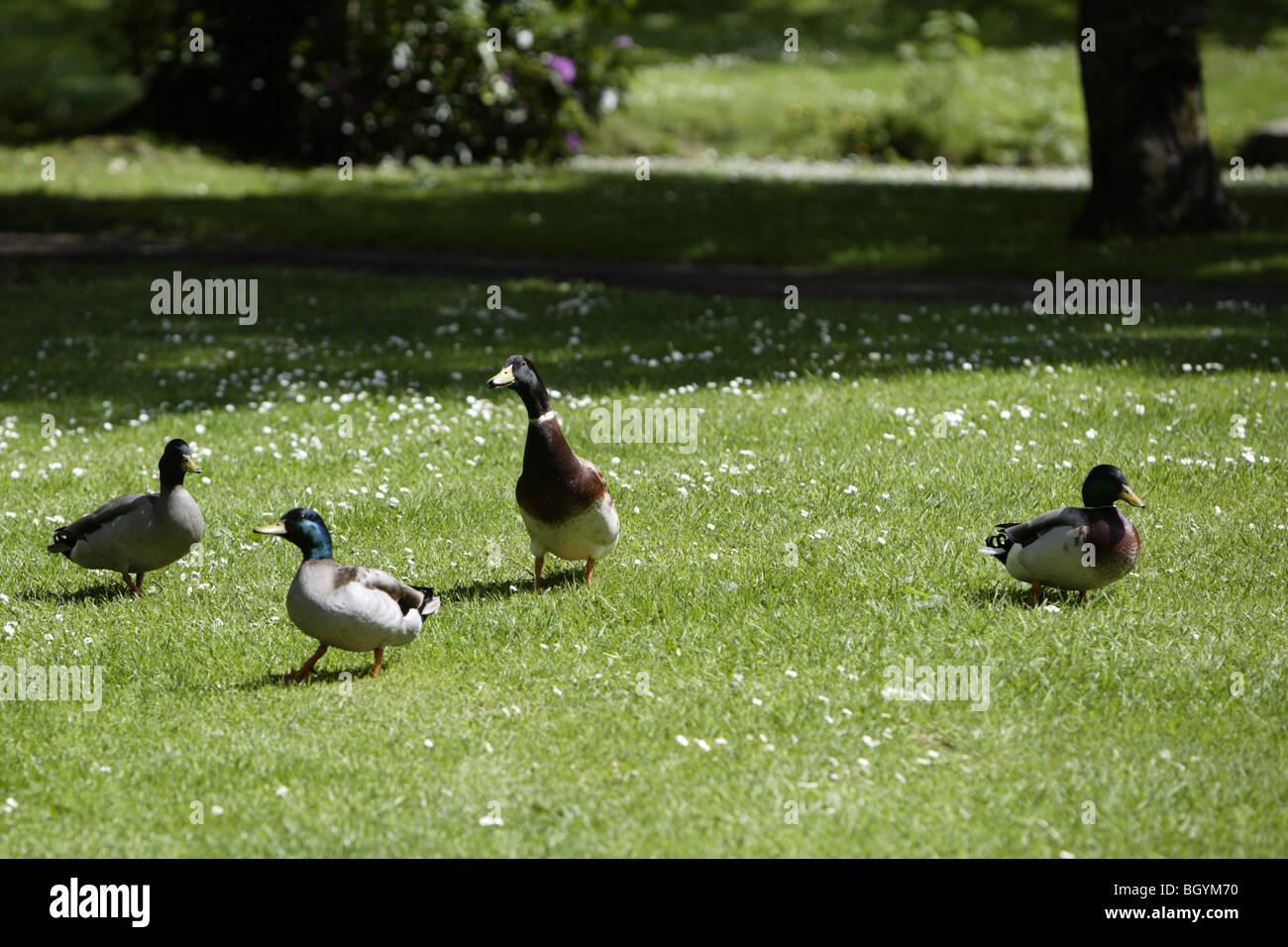 Sunbathing ducks hi-res stock photography and images - Alamy