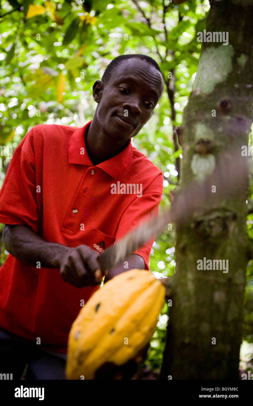 Isaac Frimpong, (45yrs old), cocoa farmer, Menso Mem village Stock ...