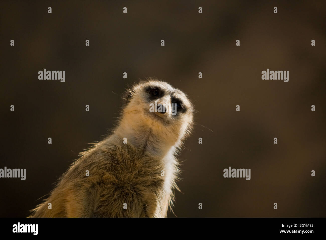 Mammal on alert hi-res stock photography and images - Alamy