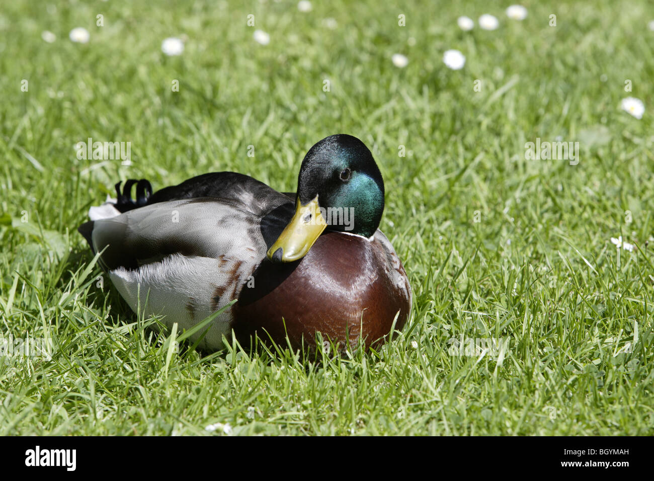 Sunbathing duck hi-res stock photography and images - Alamy