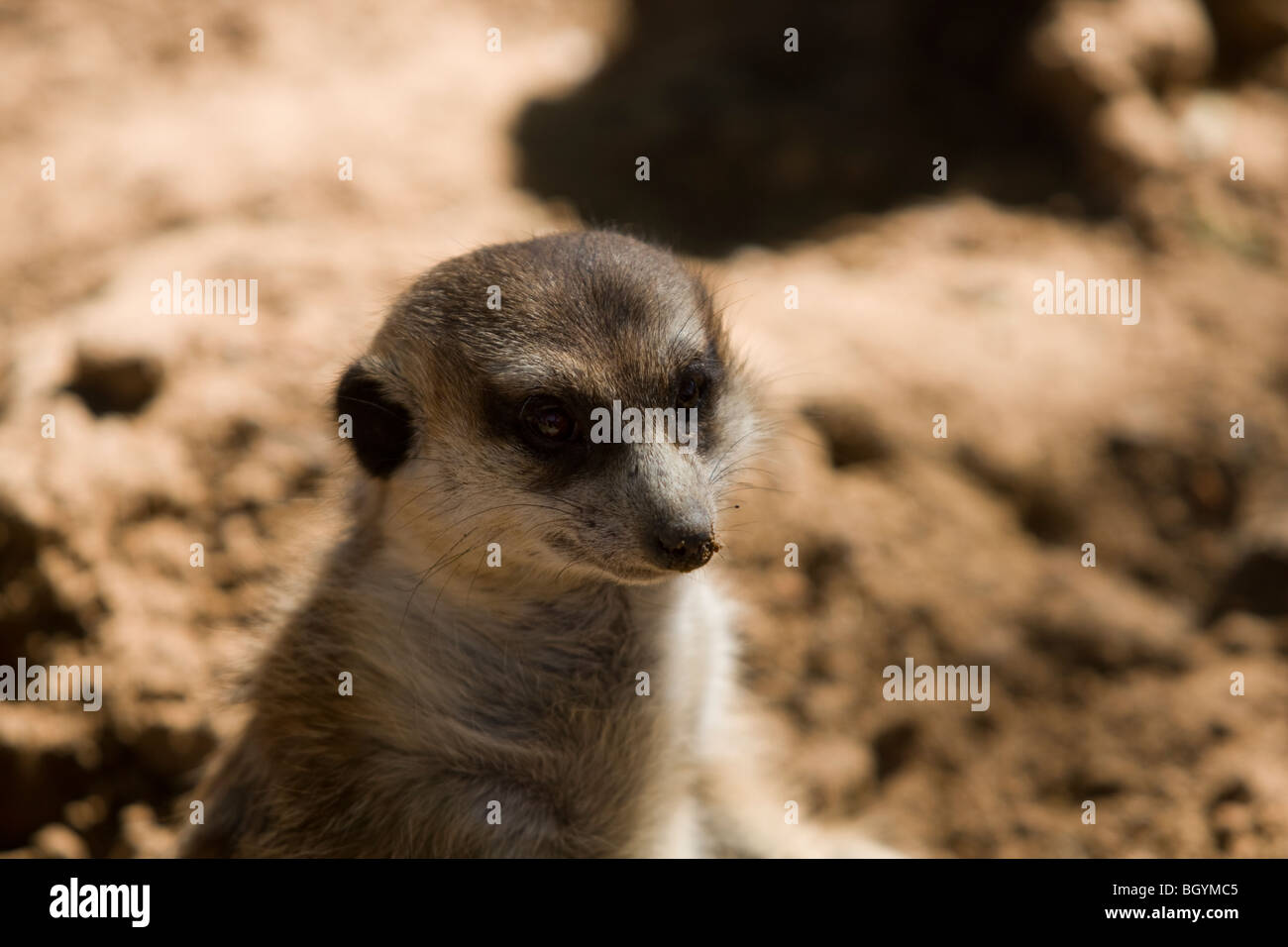 Meerkat on alert Stock Photo - Alamy