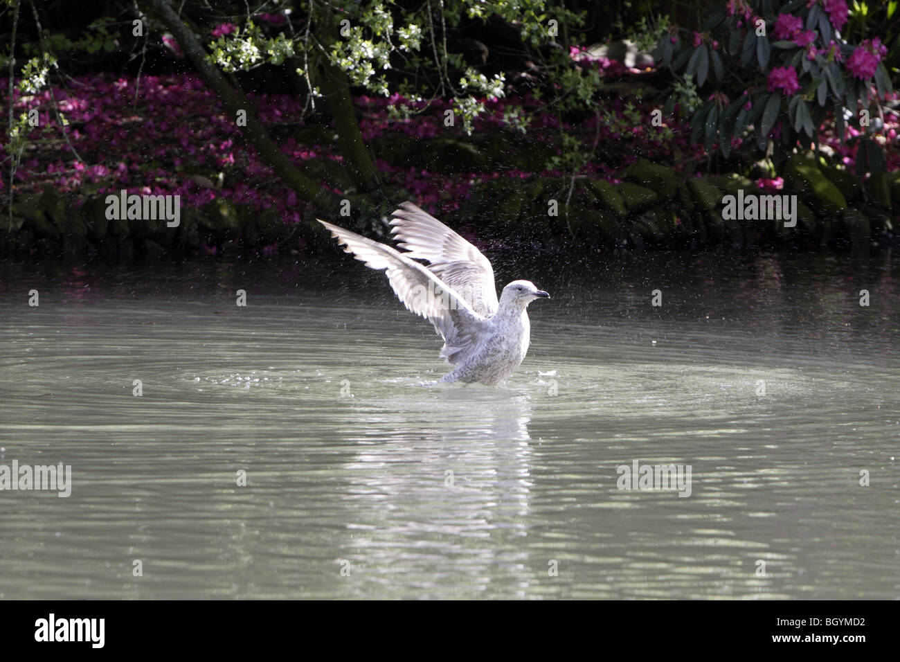 Seagull lift off hi-res stock photography and images - Alamy