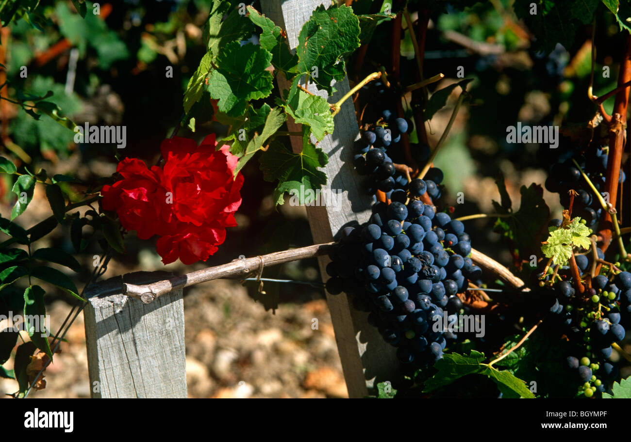 Often planted hi-res stock photography and images - Alamy