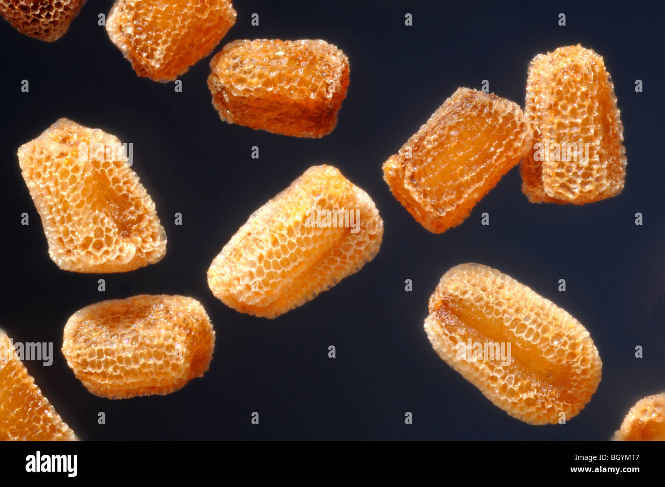 Seeds of the common foxglove, Digitalis Purpurea in extreme close up ...