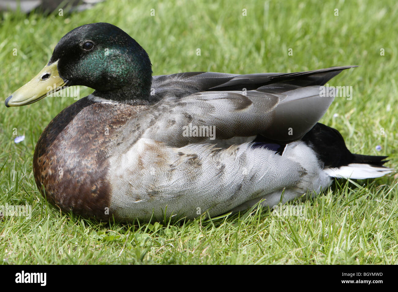 Sunbathing Duck High Resolution Stock Photography and Images - Alamy