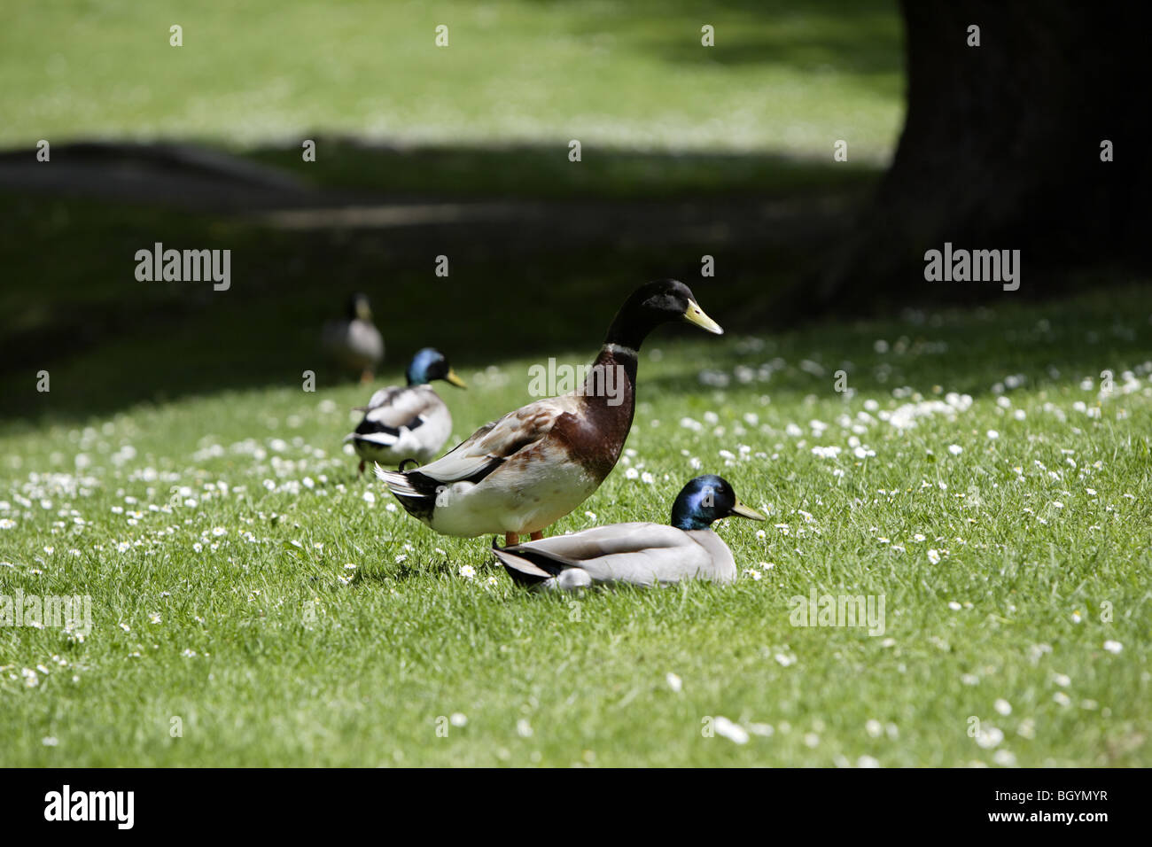 Sunbathing ducks hi-res stock photography and images - Alamy