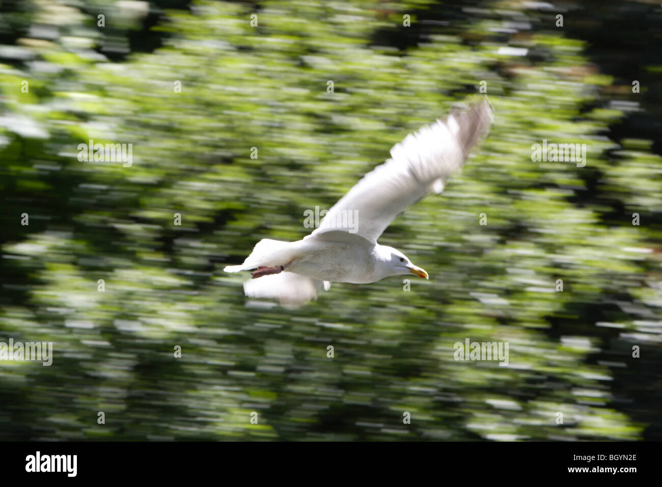 Seagull in flight Stock Photo - Alamy