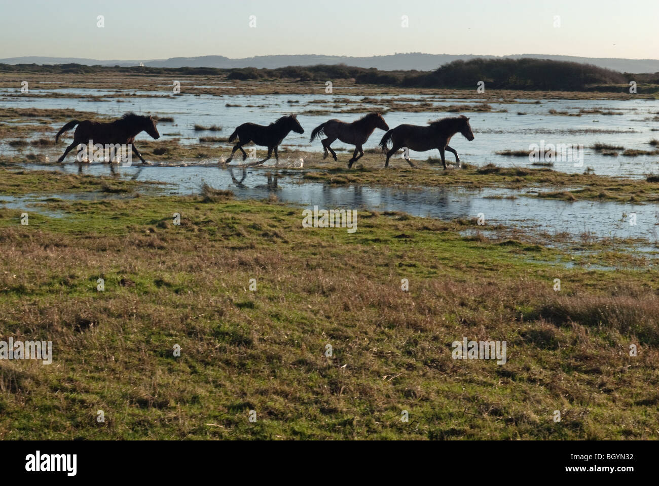 New Forest ponies running through watery fields Stock Photo - Alamy